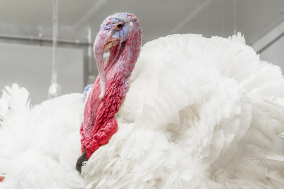 Emploi Hendrix Genetics - Opérateur avicole (H/F) CDI