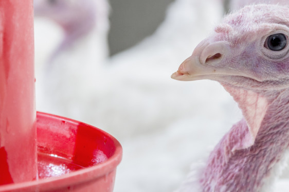 Emploi Hendrix Genetics - Opérateur agricole polyvalent F/H CDI