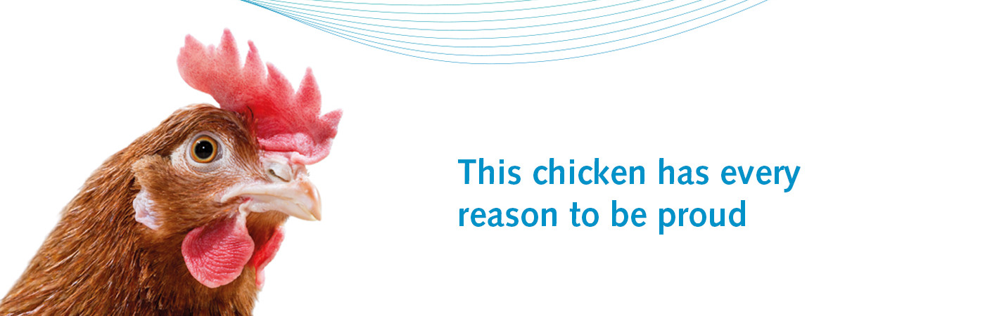 Emploi Hendrix Genetics - Commercial Director Breeding – BU Layers ...