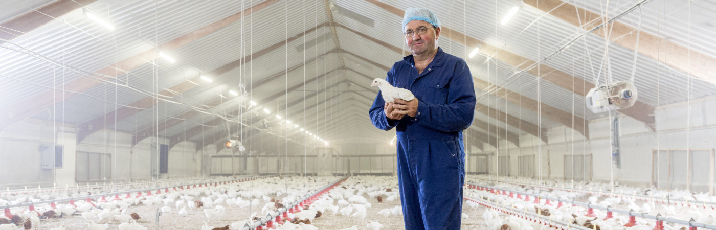 Job Hendrix Genetics - We are looking for a Farm Laborer - Service Crew ...