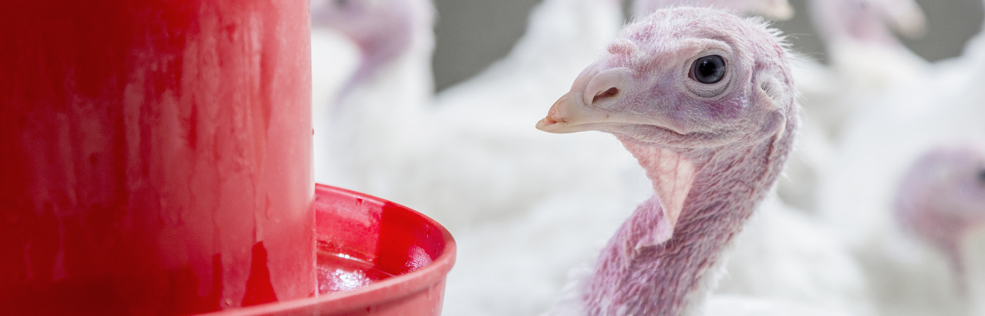 Emploi Hendrix Genetics - Opérateur agricole polyvalent F/H CDI